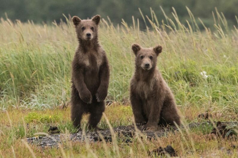 Bears in Slovenia: maps of the best places to see them and practical ...