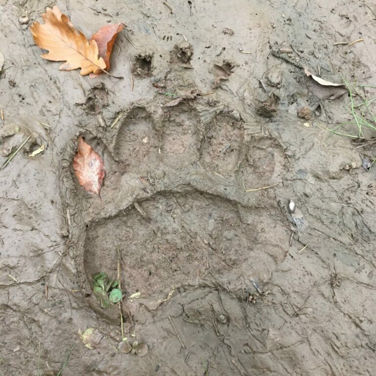 Bears in Slovenia: maps of the best places to see them and practical ...
