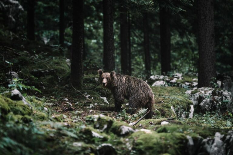 Bears in Slovenia: maps of the best places to see them and practical ...
